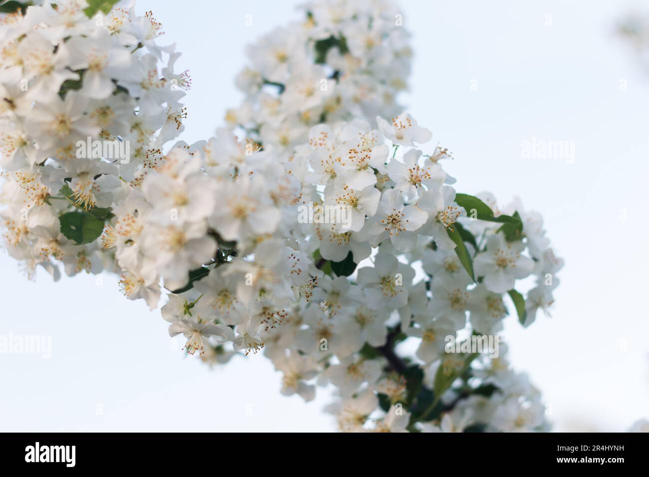 Photo cherry tree flowers hi-res stock photography and images - Alamy