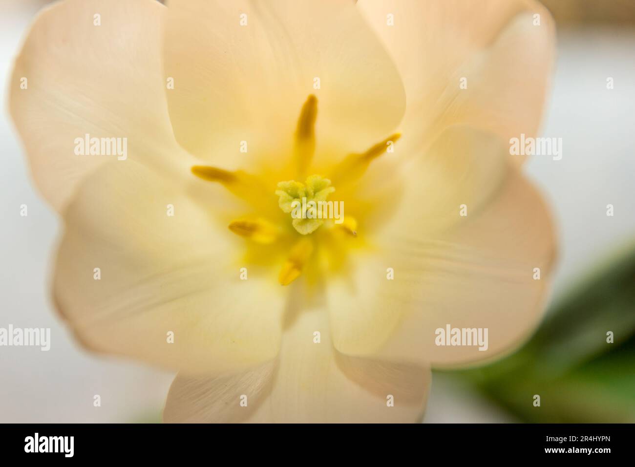 White flower and tulip structure close-up, pestle, flower stamen ...