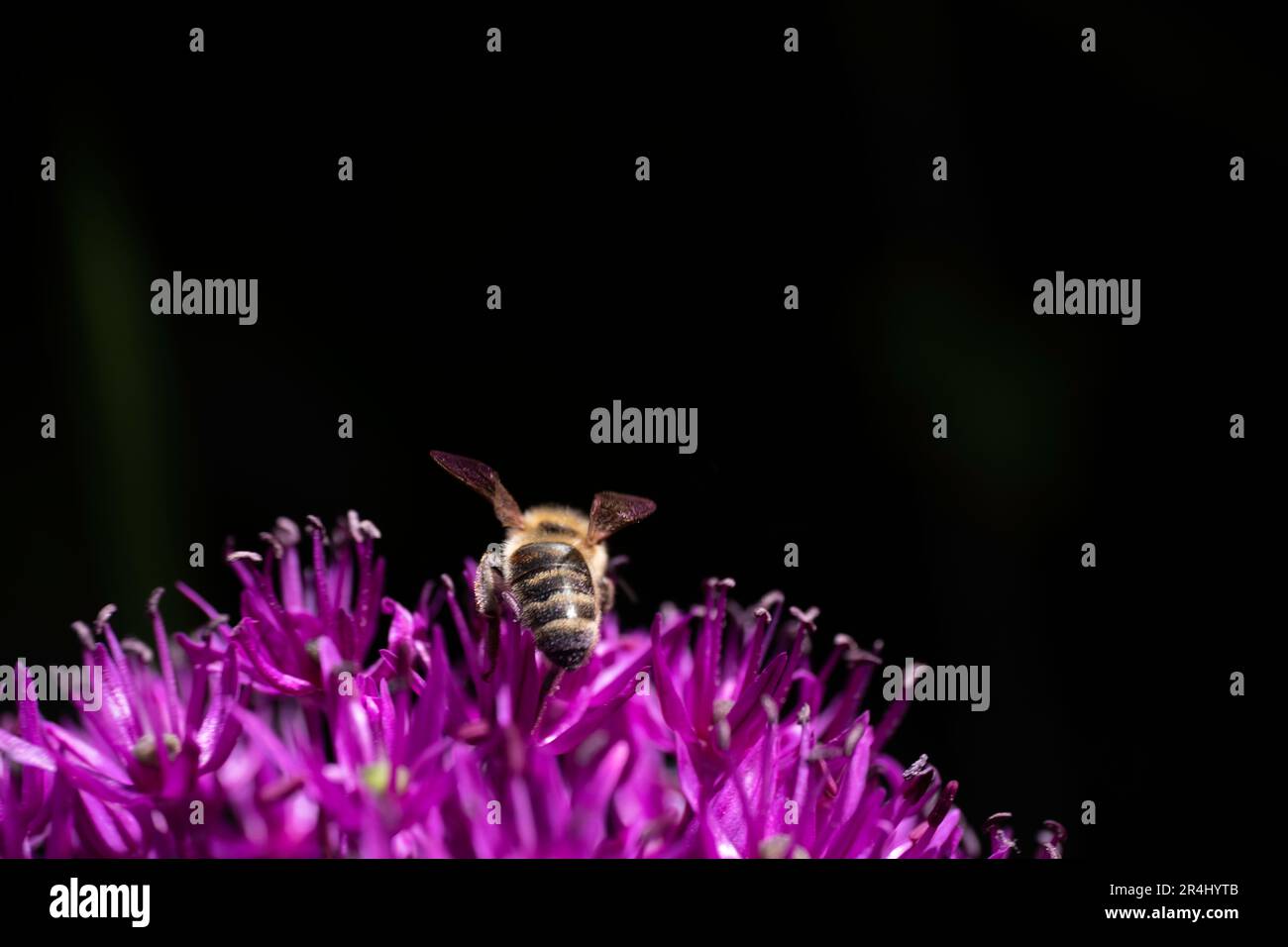 Bee sits on a nectar-rich purple Allium flower. Allium not only looks ...