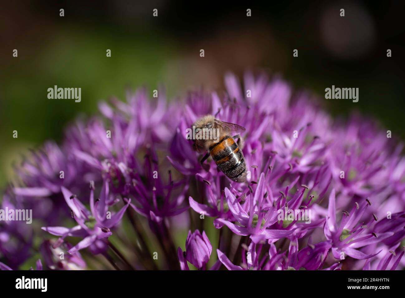 Bee sits on a nectar-rich purple Allium flower. Allium not only looks ...