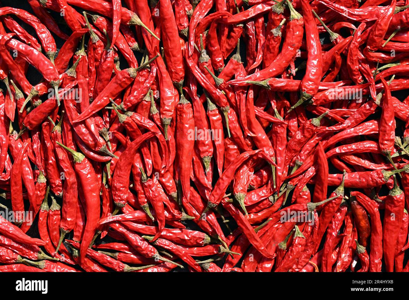 Vibrant pile fresh red chili hi-res stock photography and images - Alamy