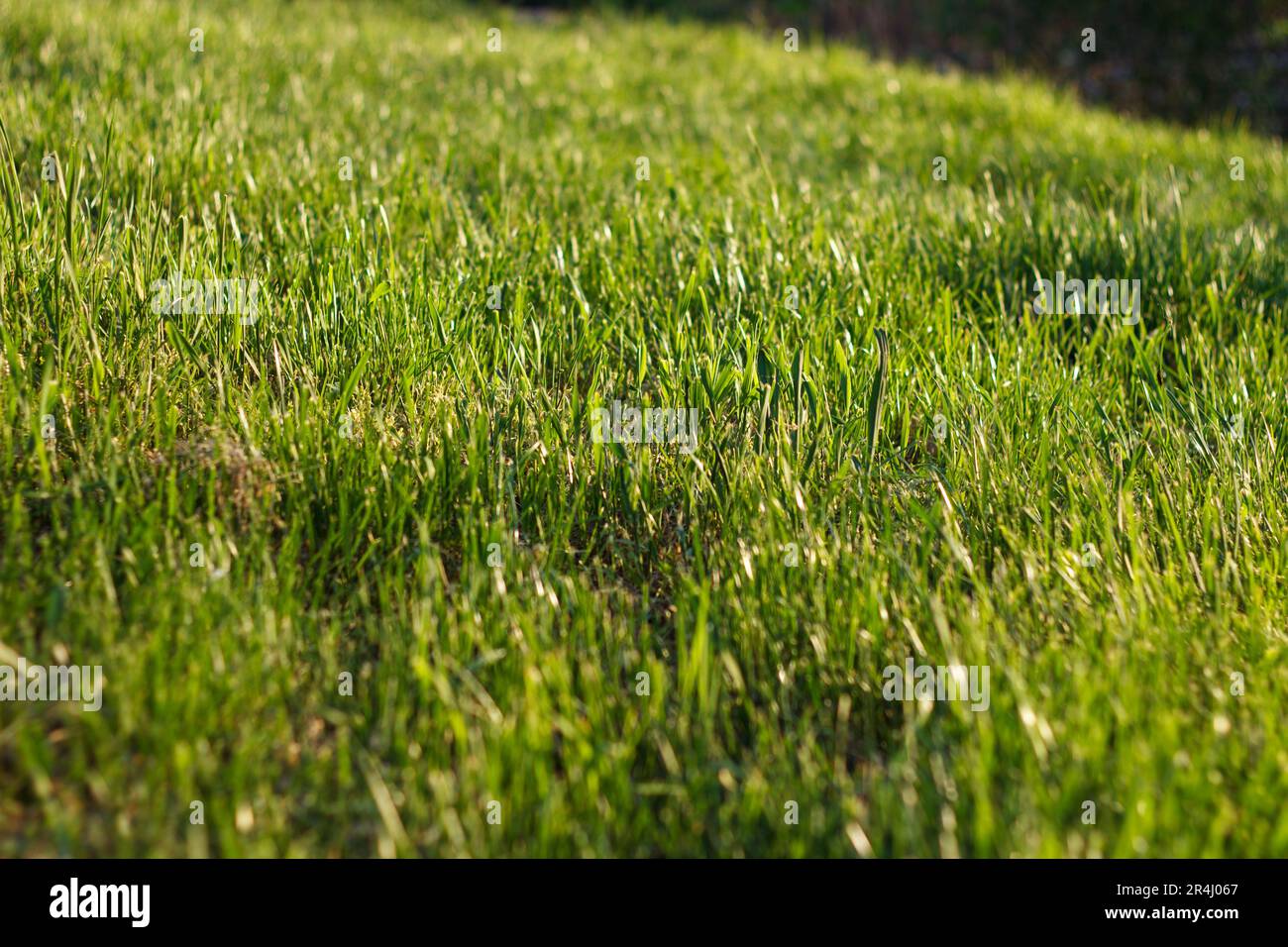 Thick green juicy grass grows spring on lawn in sunlight Stock Photo ...