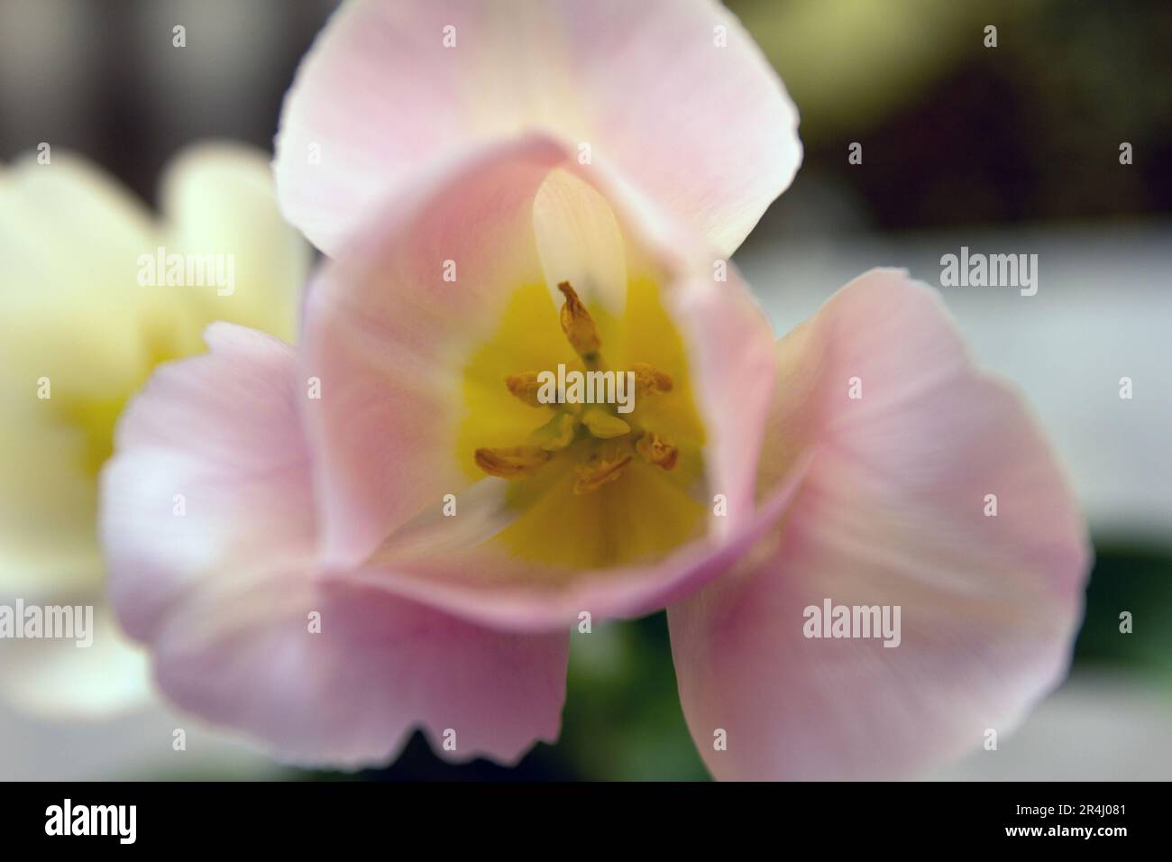 Pink flower and tulip structure close-up, pestle, flower stamen, pollen ...