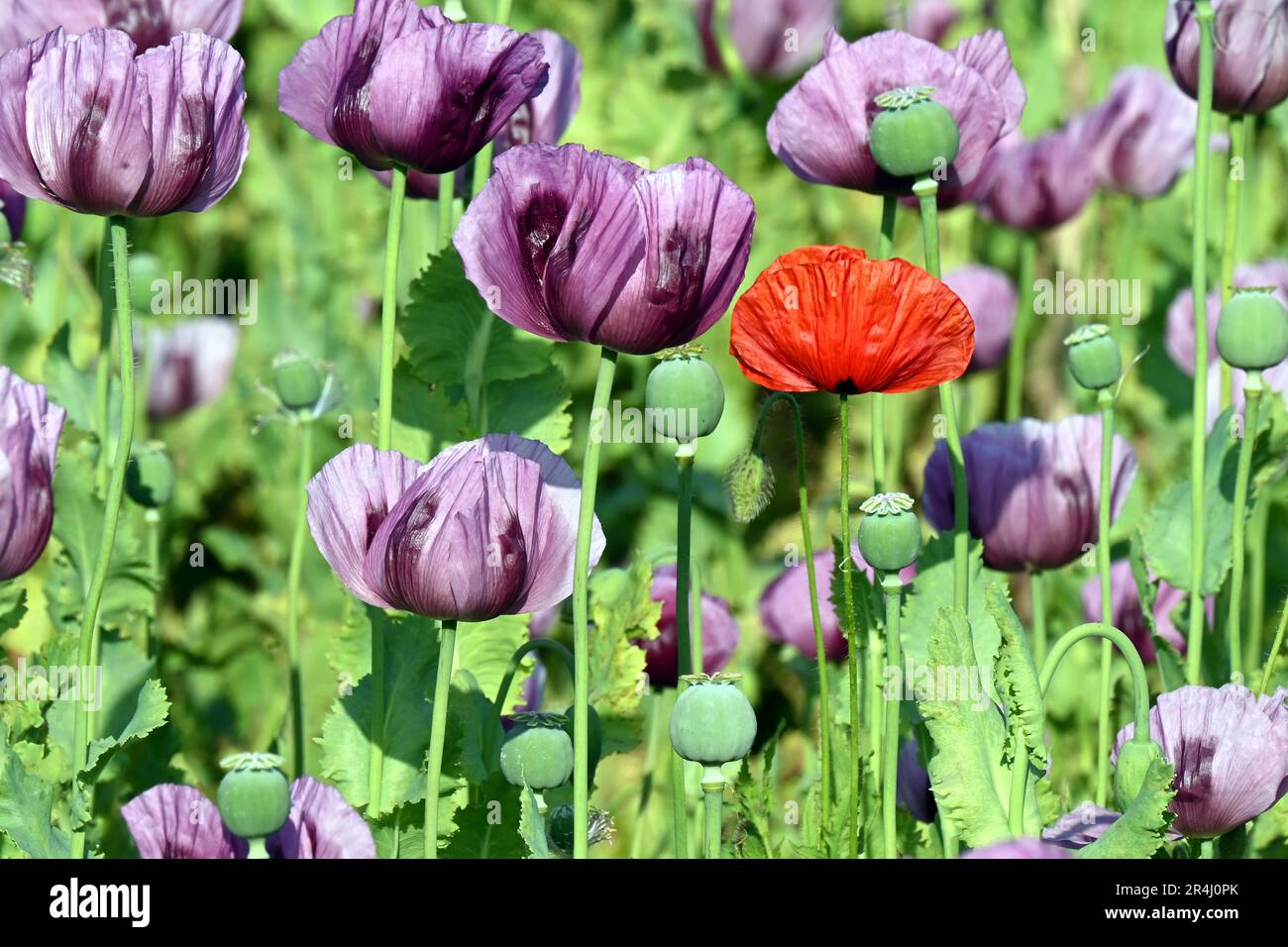 Central floral scene surrounded hi-res stock photography and images - Alamy