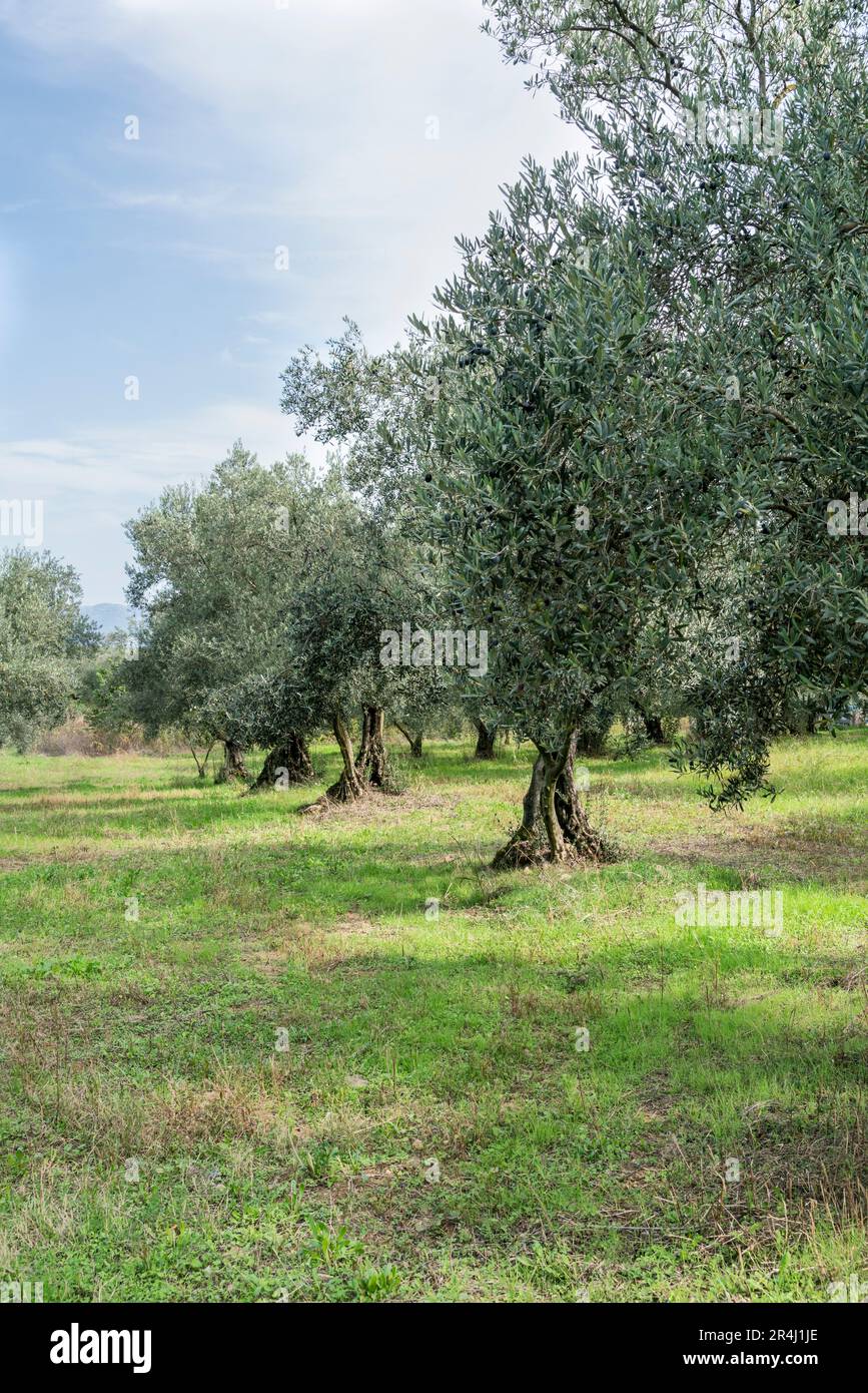 olive tree, olive trees full of ripe fruits in a farm in a sunny day ...