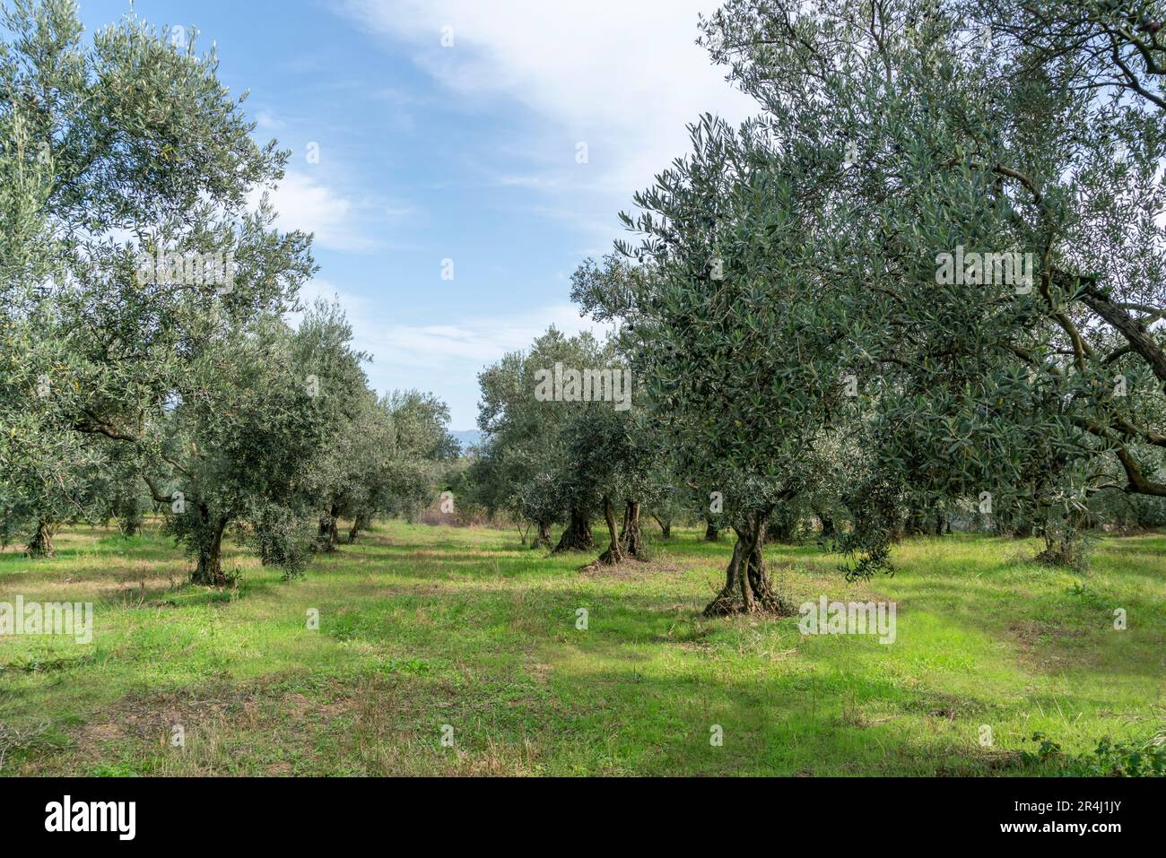 olive tree, olive trees full of ripe fruits in a farm in a sunny day ...