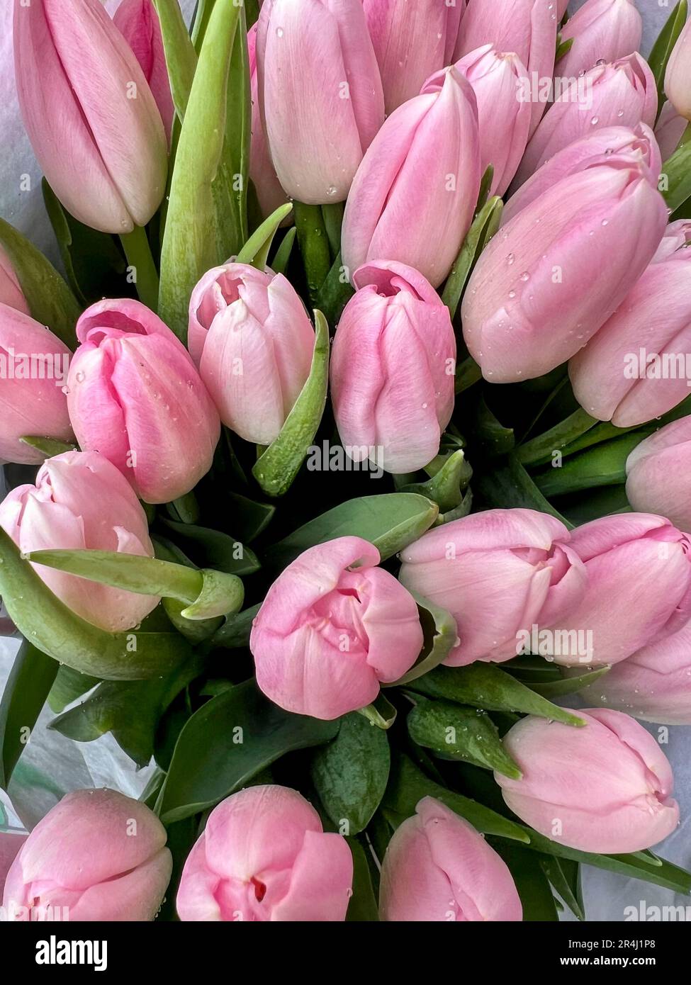 Beautiful Pink Tulip Flower Wallpaper