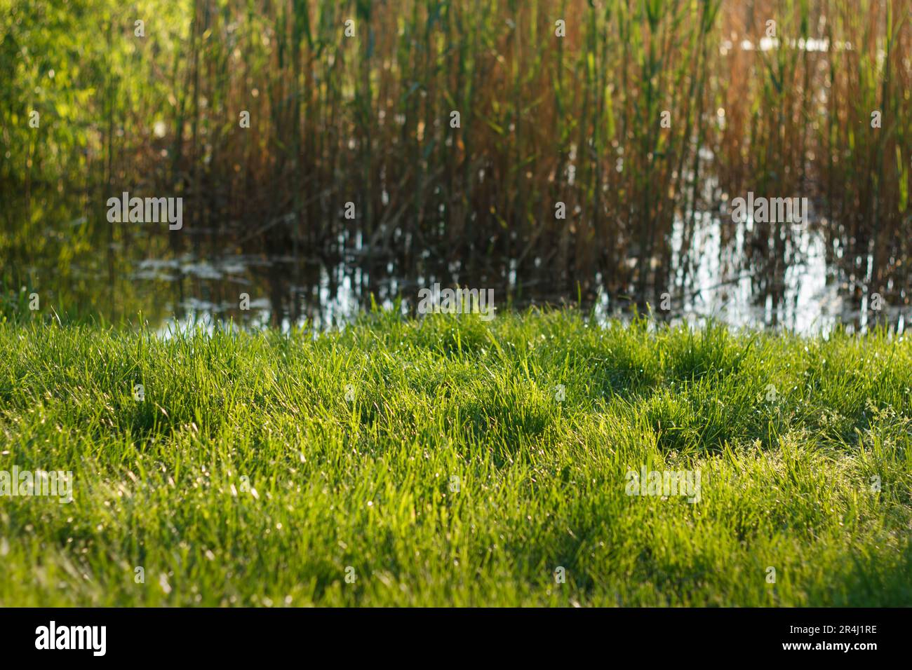 Thick green juicy grass grows in spring next to river and cane ...