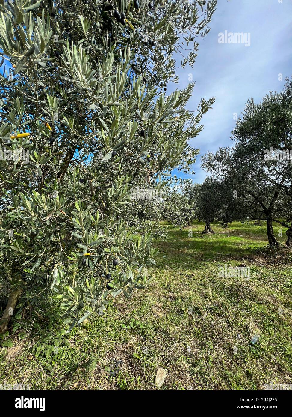 olive tree, olive trees full of ripe fruits in a farm in a sunny day ...