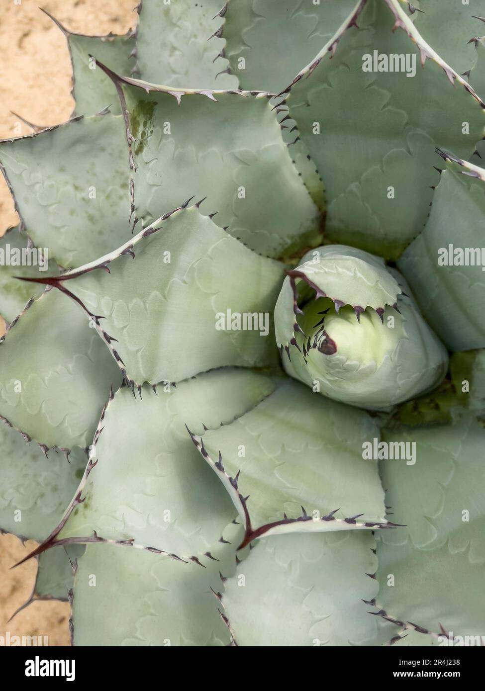 cactus, top view closeup heart of agave cacti plant in the garden in ...