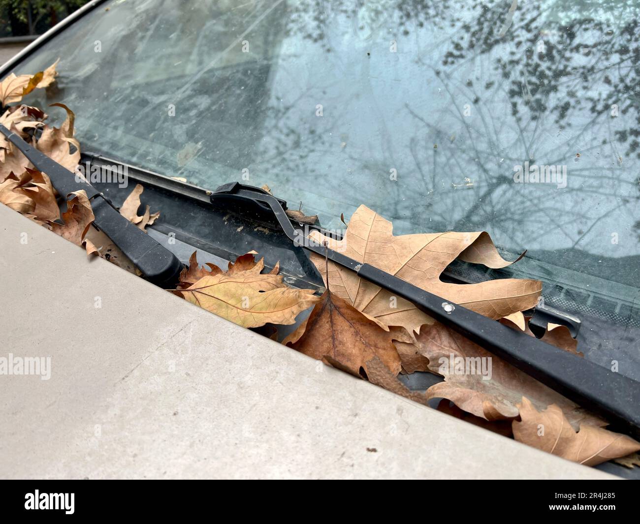 autumn, dried autumn leaves on window of a parked car in fall ...