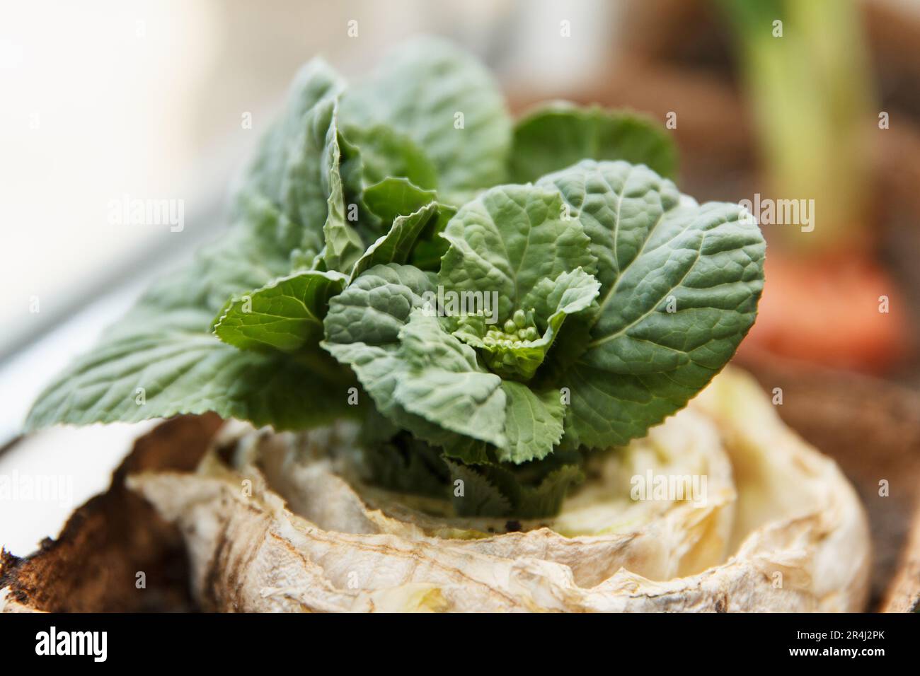 Re-seedling of Beijing cabbages in peat containers, spring preparation ...