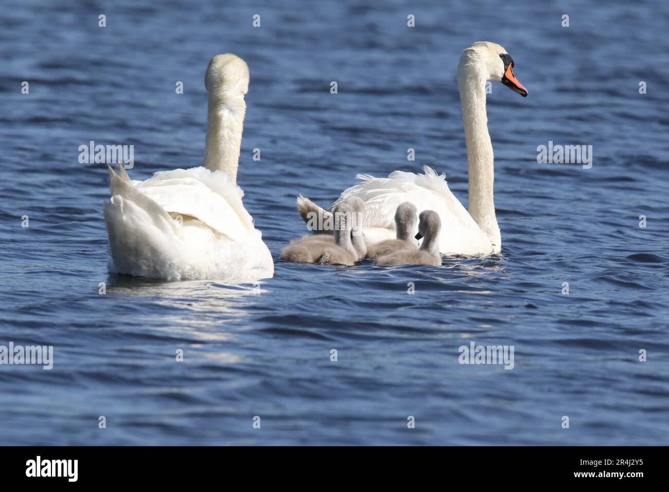 Pair of mute swans swimming with four cygnets on a blue lake in Spring ...