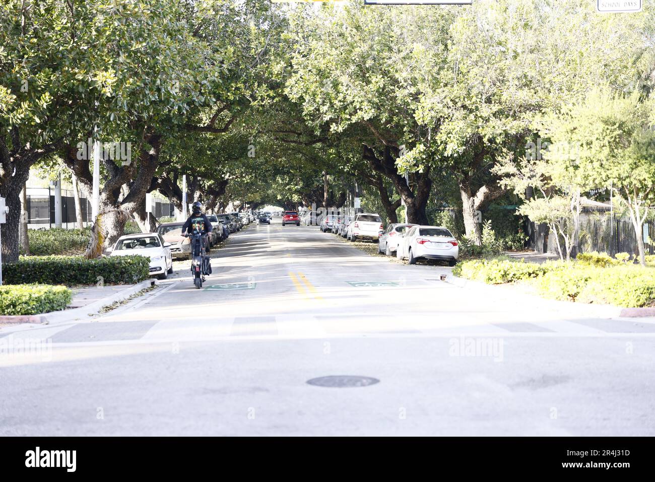 Shade trees is Miami beach focus for future because global warming ...