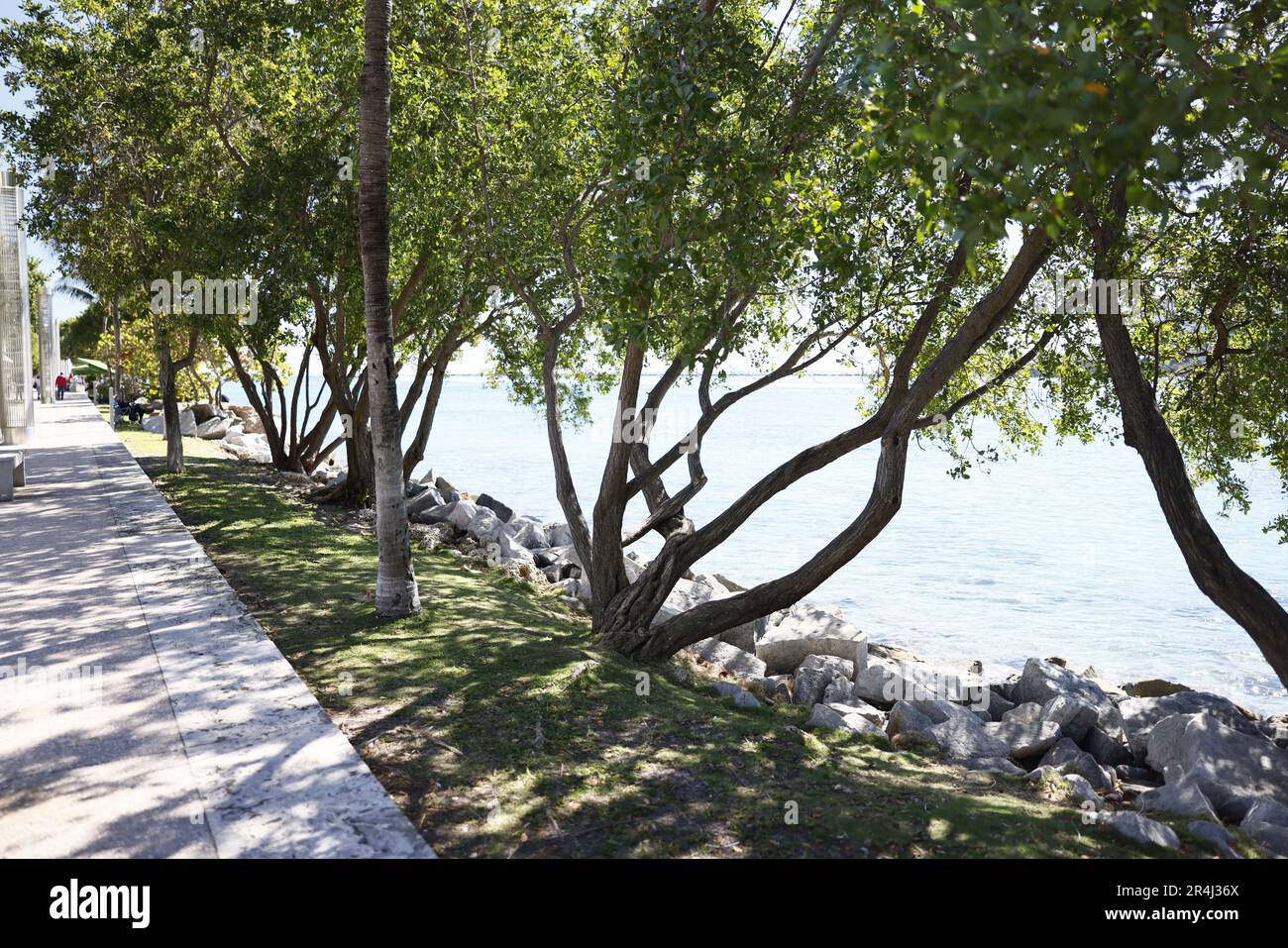 Shade trees is Miami beach focus for future because global warming ...