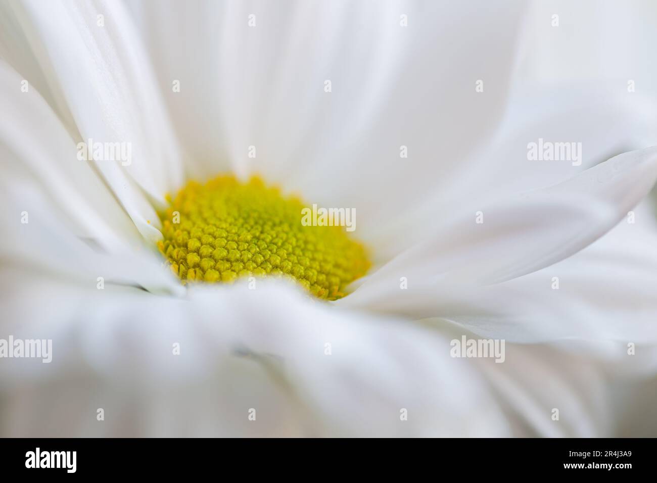 Detail of a beautiful white daisy. We appreciate its petals and its ...