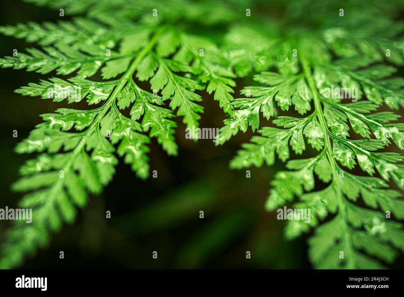 Fresh green leaves of a fern with drops of water running down them in ...