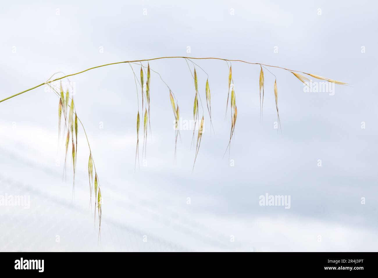 Oat plant hi-res stock photography and images - Alamy