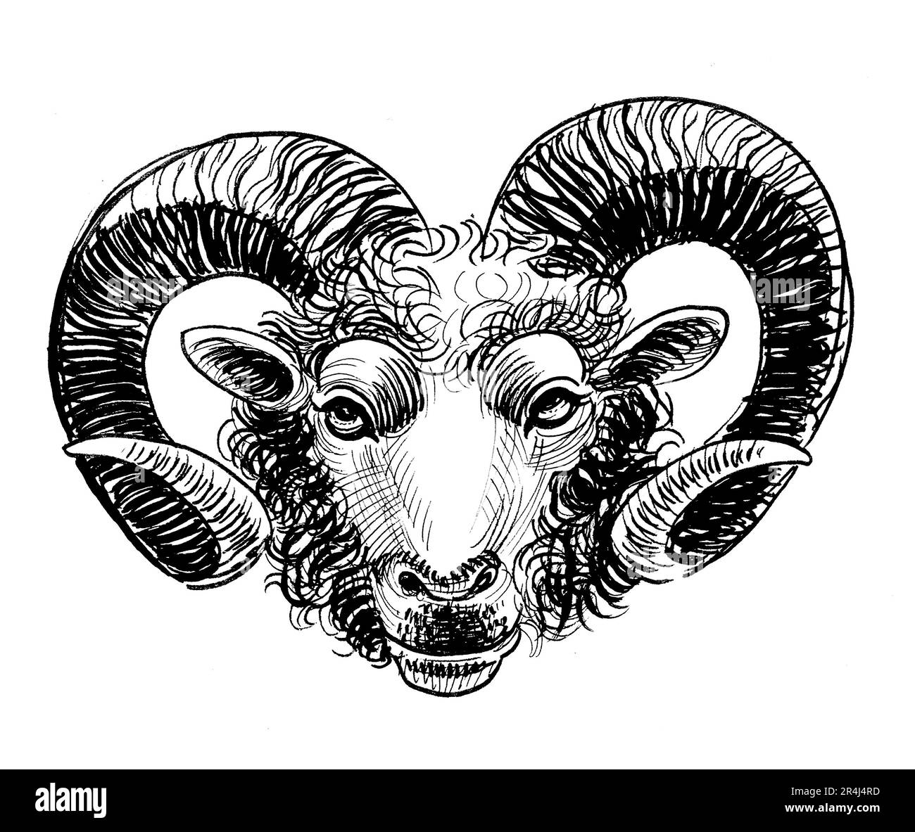Ram head. Hand drawn black and white ink on paper drawing Stock Photo ...