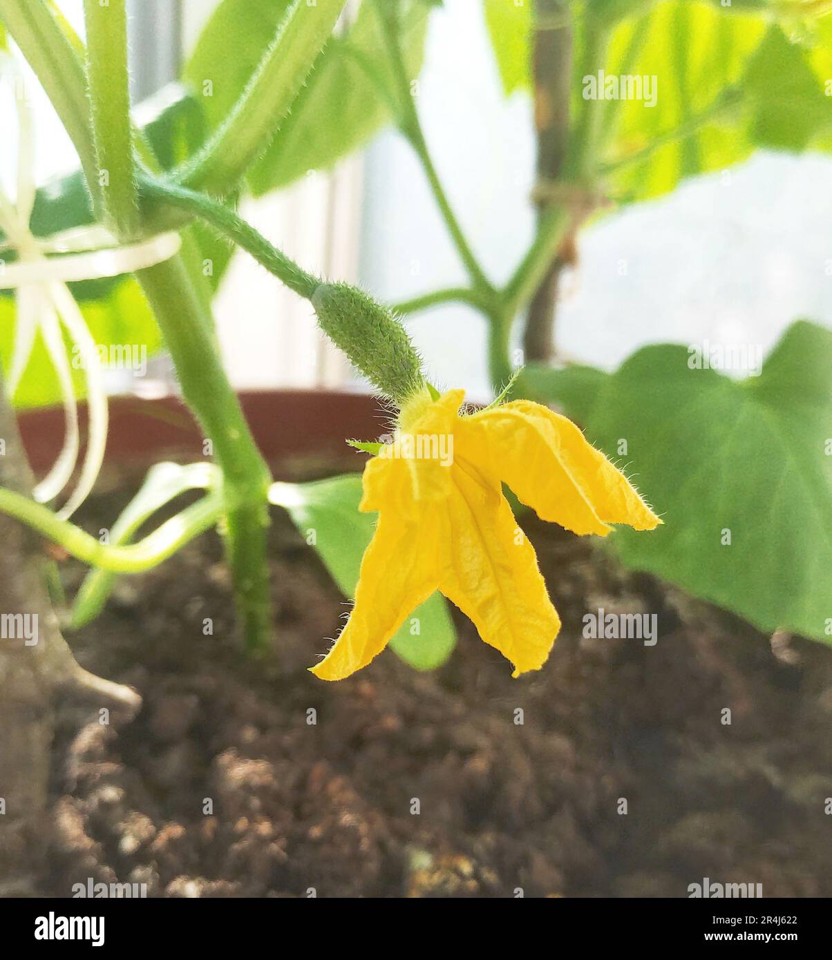 A small green cucumber with a yellow flower grows on a balcony in a ...