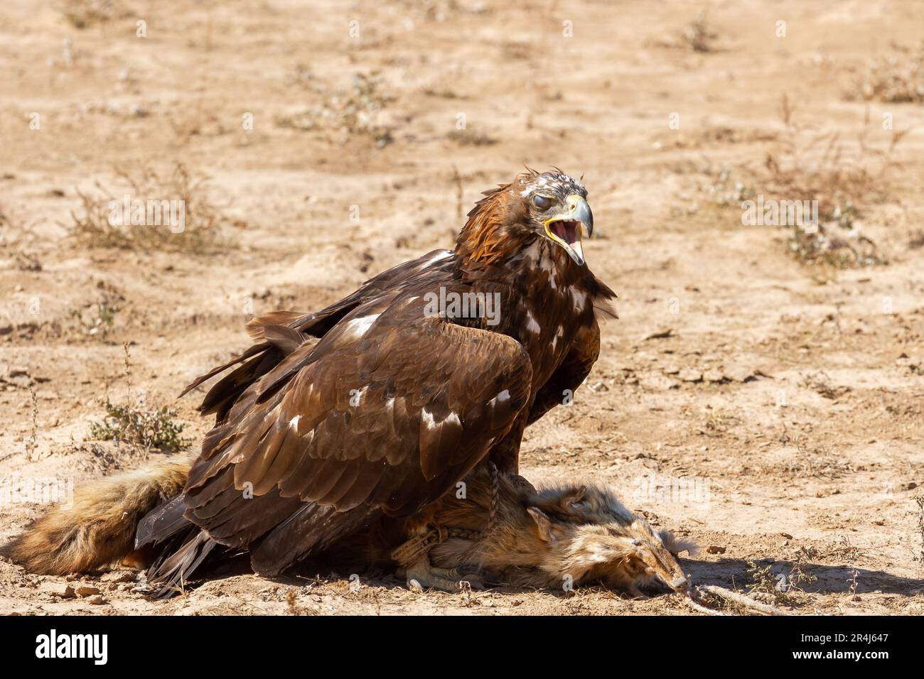 Golden eagle sits after hunting in the steppe, Kyrgyzstan Stock Photo - Alamy