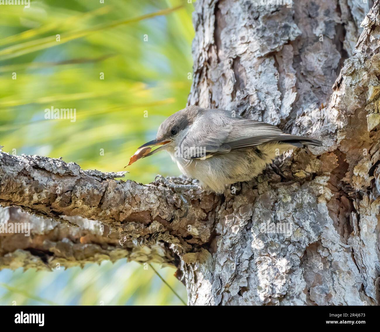 Pinecone bird feeder hi-res stock photography and images - Alamy
