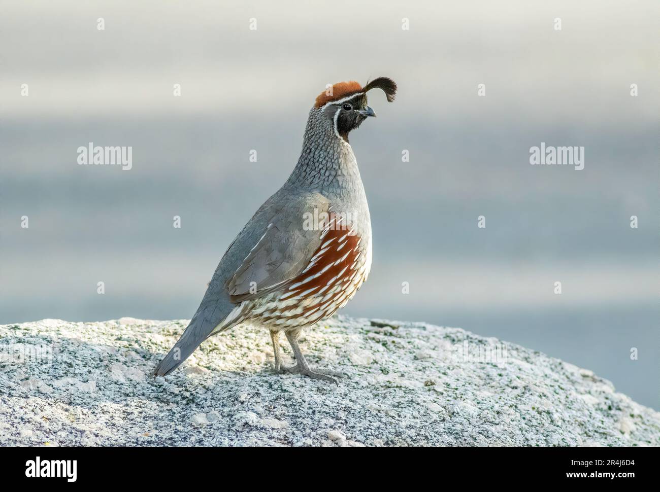 Gambels quail male perched hi-res stock photography and images - Alamy