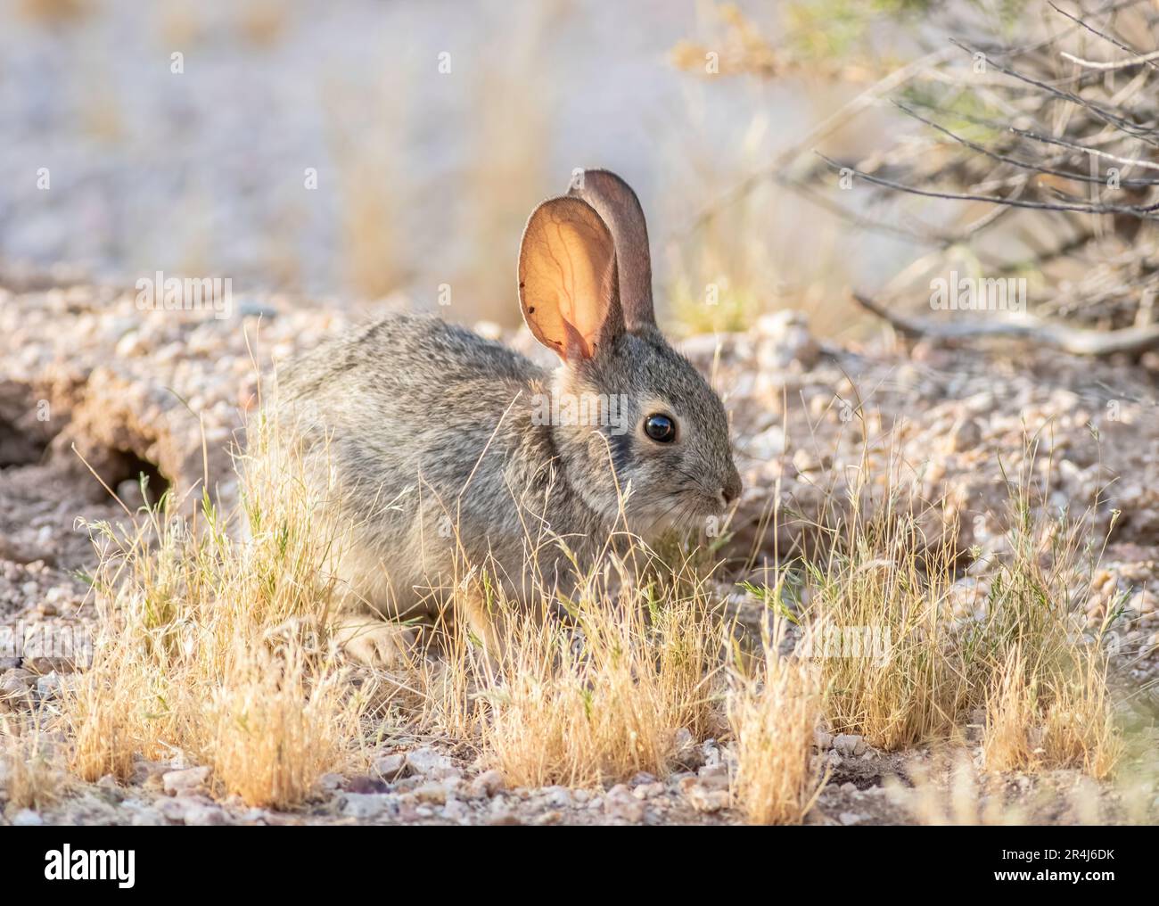 Desert cottontail rabbits hi-res stock photography and images - Alamy