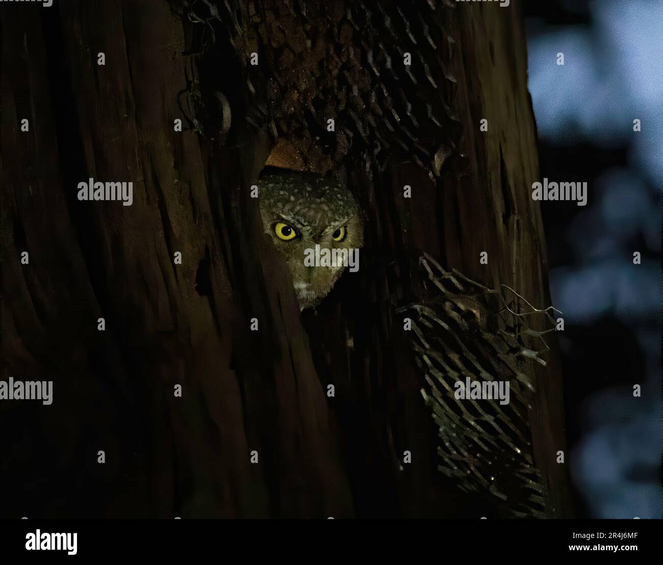 Elf owl hi-res stock photography and images - Alamy