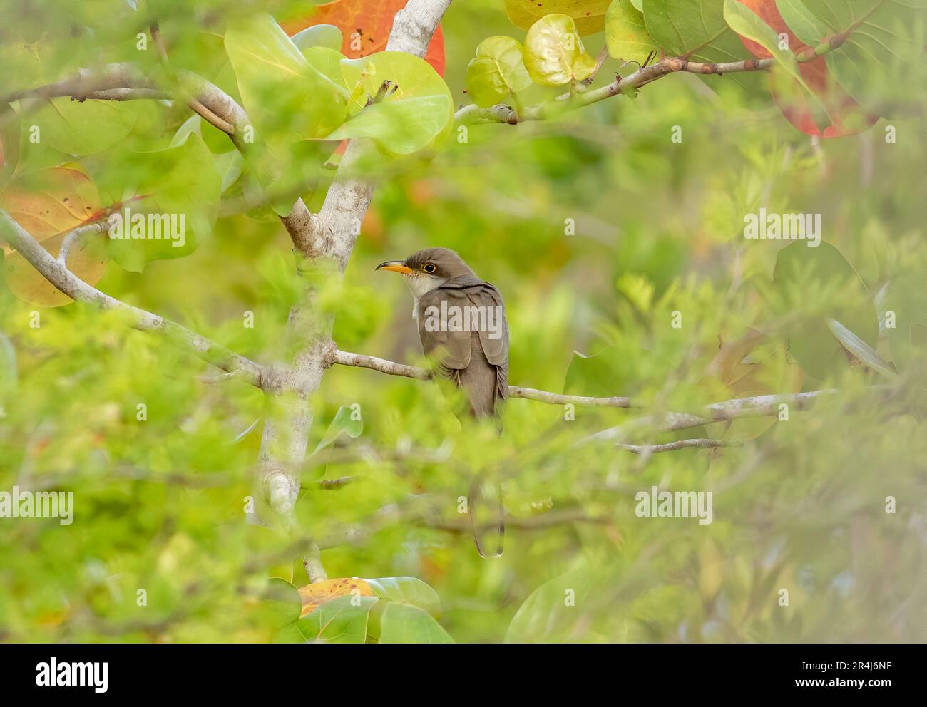 Yellow-billed cuckoo bird perched on a tree branch Stock Photo - Alamy