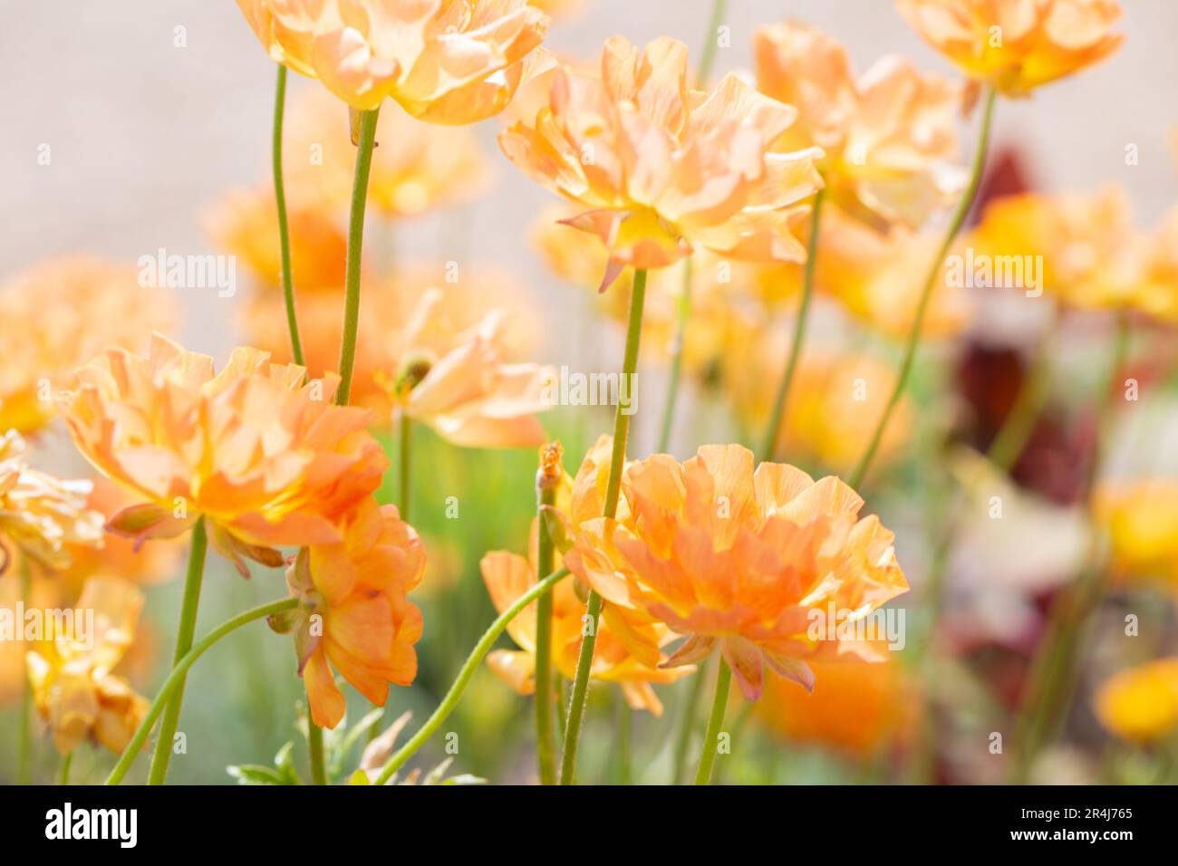 Beautiful Summer Perennial Blooms, Ranunculus 'Rocpink. Helen Cowles Stock Photo - Alamy