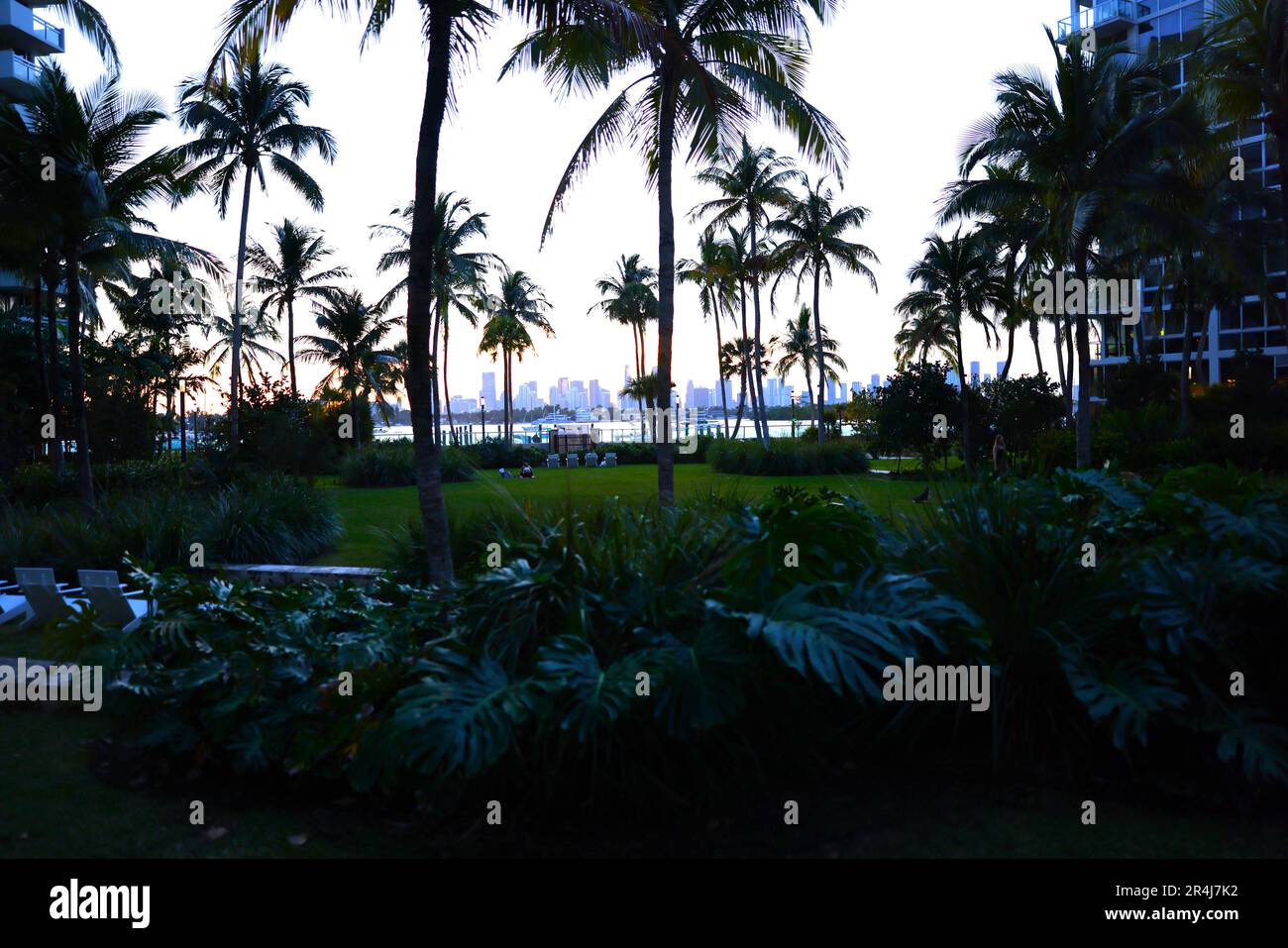 Palm trees in Miami Beach iconic scenery in South of USA Stock Photo ...