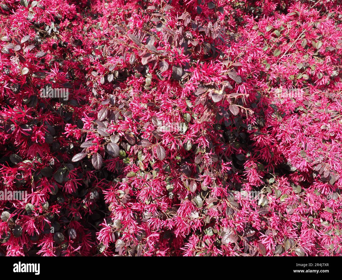 Hedgerow plants and vegetation hi-res stock photography and images - Alamy