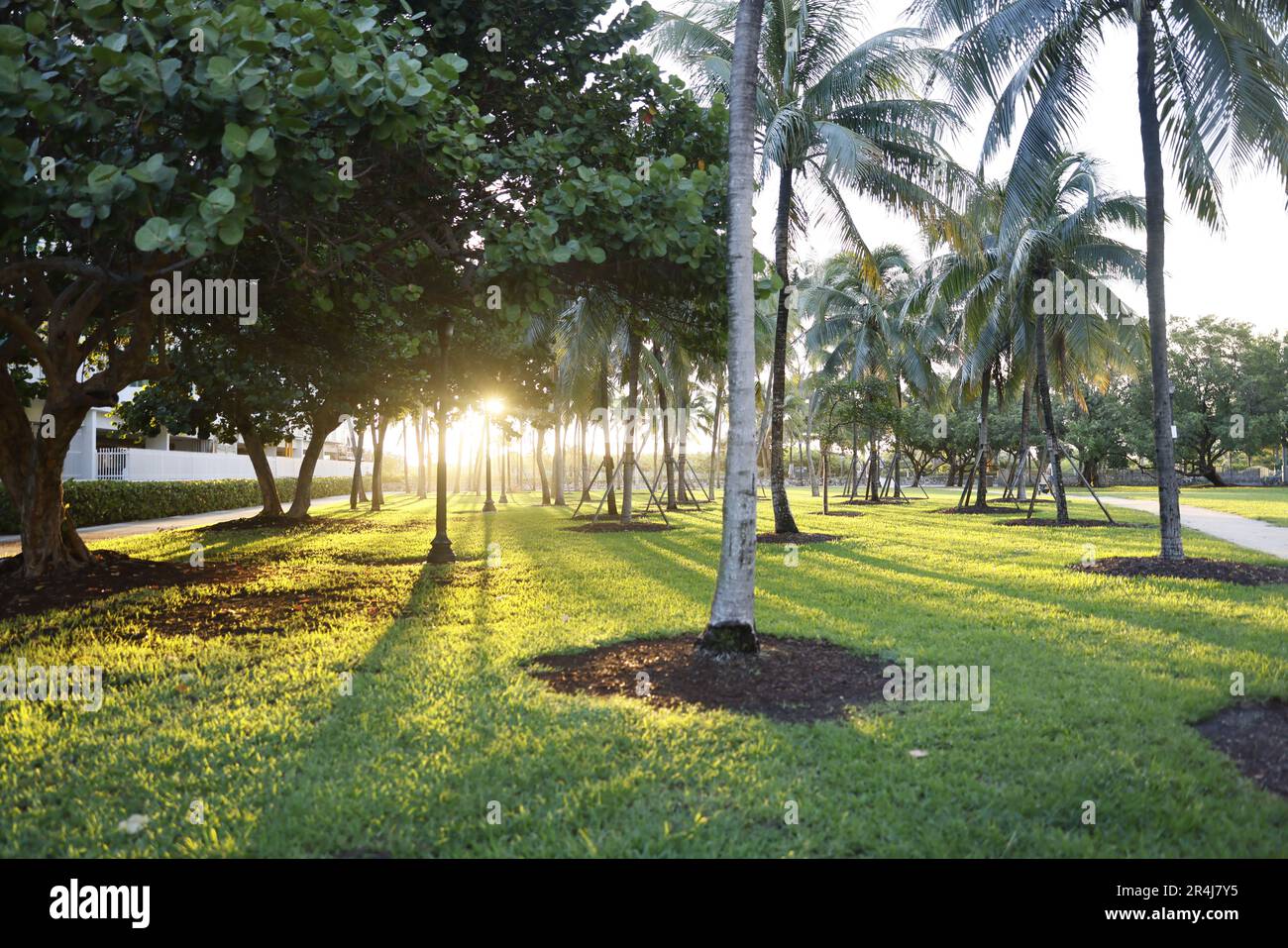 Shade trees is Miami beach focus for future because global warming ...