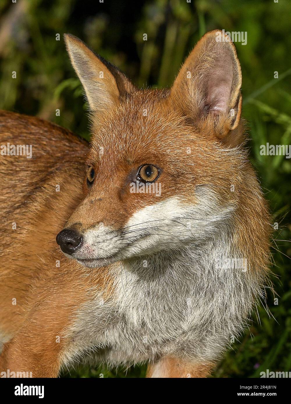 Foxes uk hi-res stock photography and images - Alamy