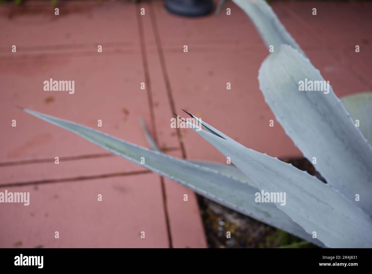 Agave franzosini ‘Grey Ghost’ large plant gardening in south with pokey ...