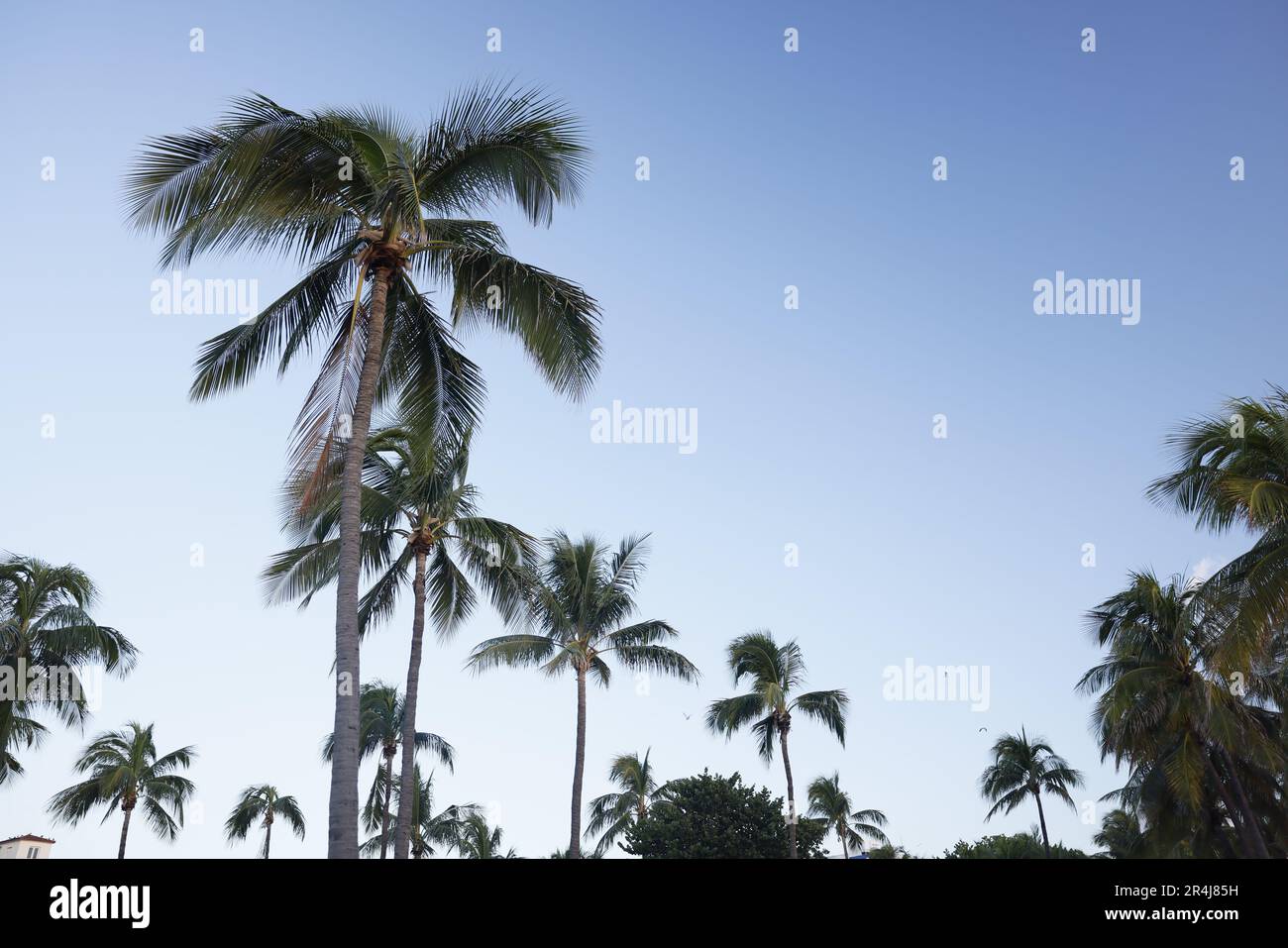 Palm trees in Miami beach Florida USA Stock Photo - Alamy