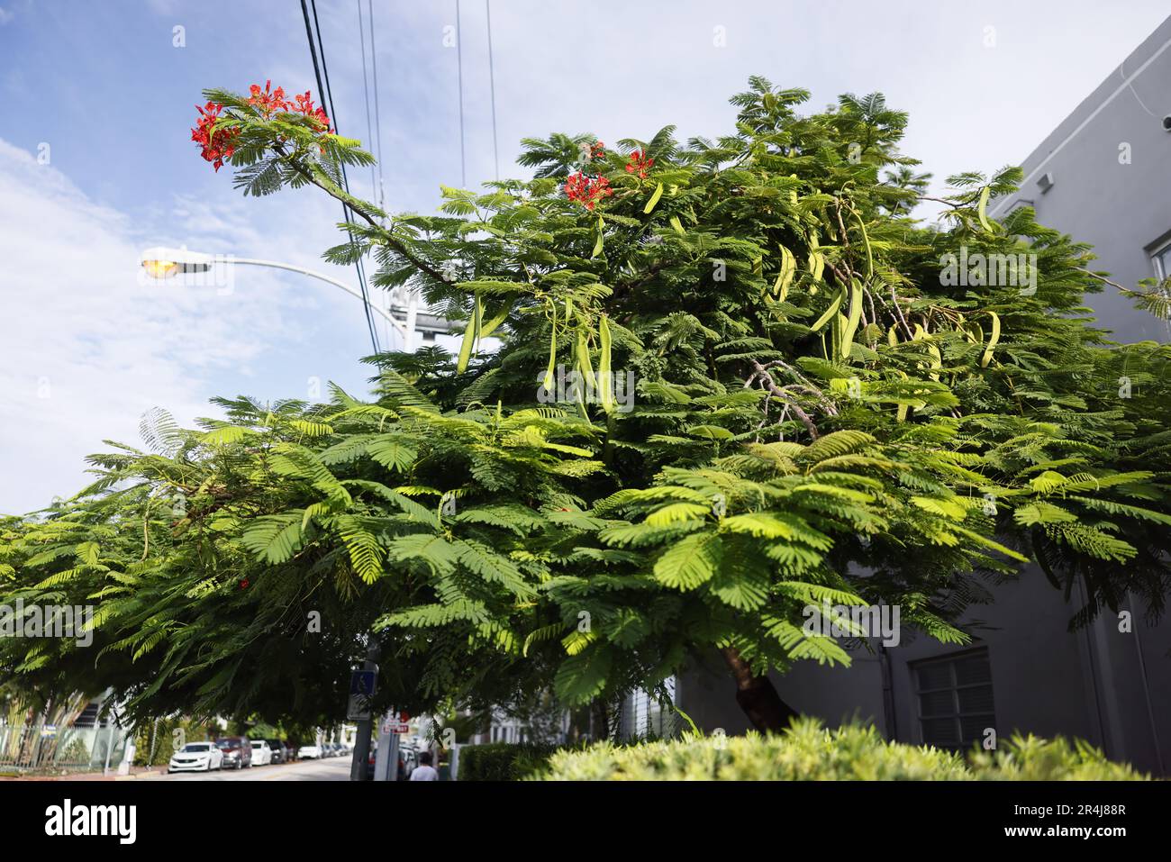 Shade trees is Miami beach focus for future because global warming ...