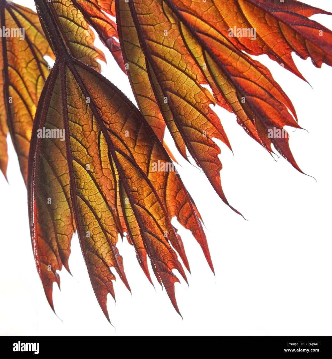 Sprouted leaves hi-res stock photography and images - Alamy
