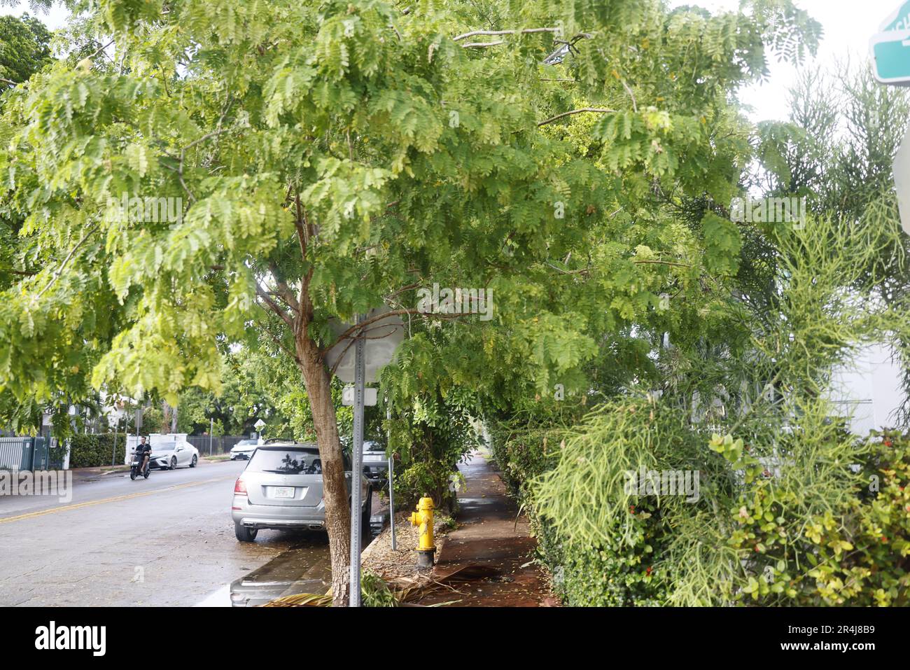 Lush greenery in Miami Beach Florida Stock Photo - Alamy