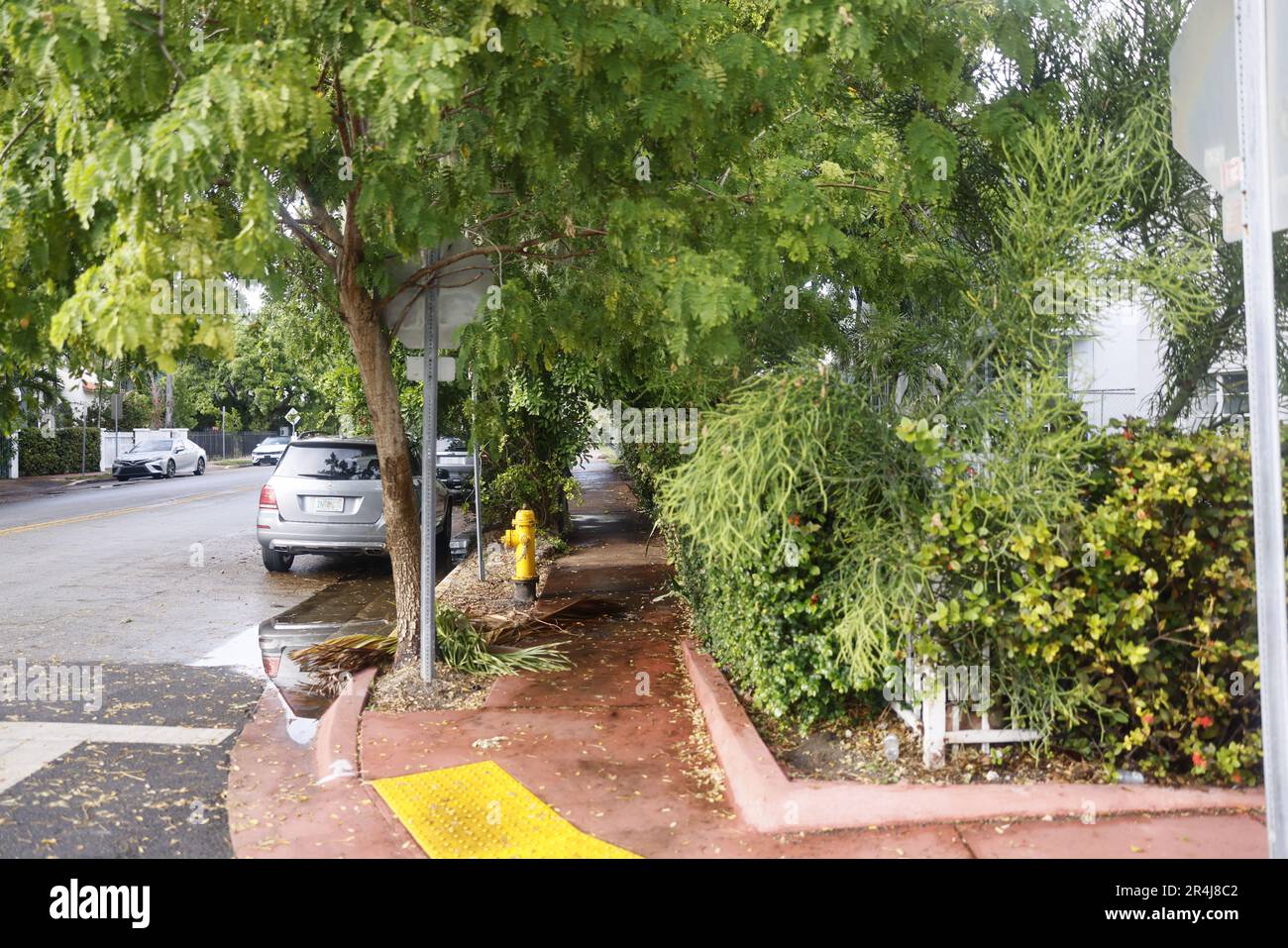 Lush greenery in Miami Beach Florida Stock Photo - Alamy