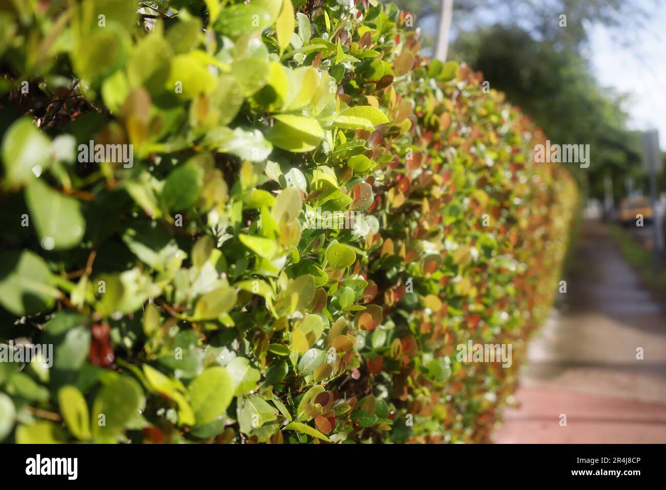 Lush greenery in Miami Beach Florida Stock Photo - Alamy