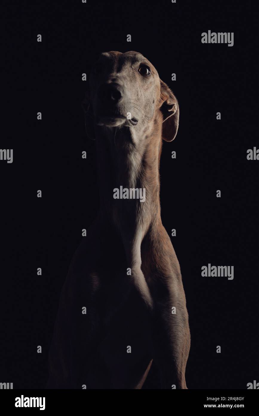 cute english greyhound dog sitting and looking forward in front of ...