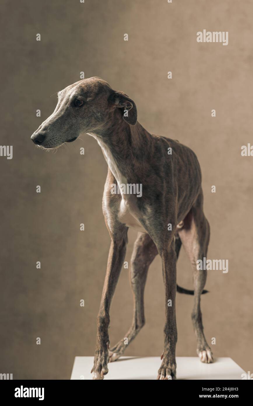 adorable greyhound dog with skinny legs looking to side and standing in ...