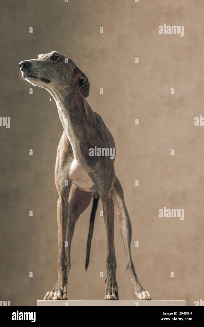 eager english hound dog with skinny legs looking up side and standing ...