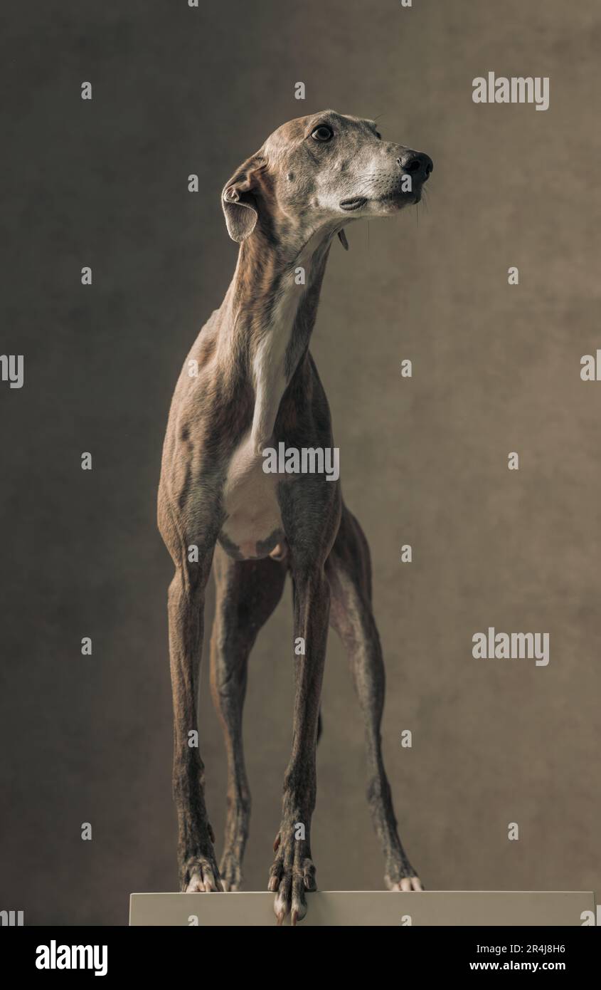 curious english greyhound dog standing and looking to side in front of ...
