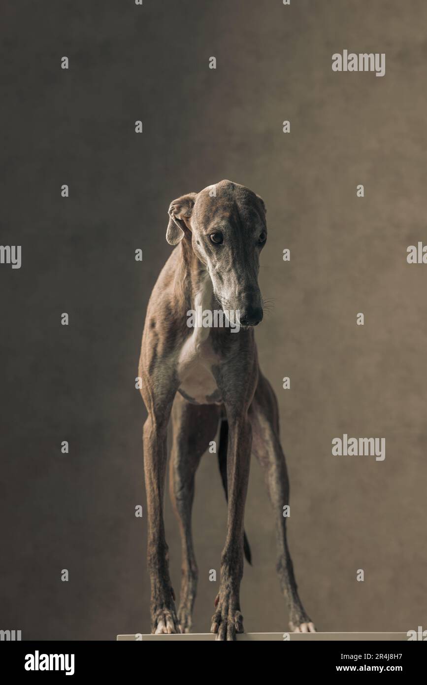 lovely greyhound dog with thin legs looking away and standing in front ...
