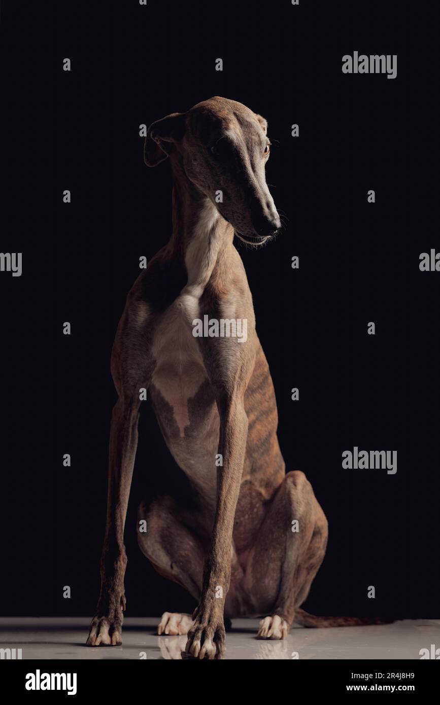 cute greyhound dog with long legs looking away and sitting in front of ...