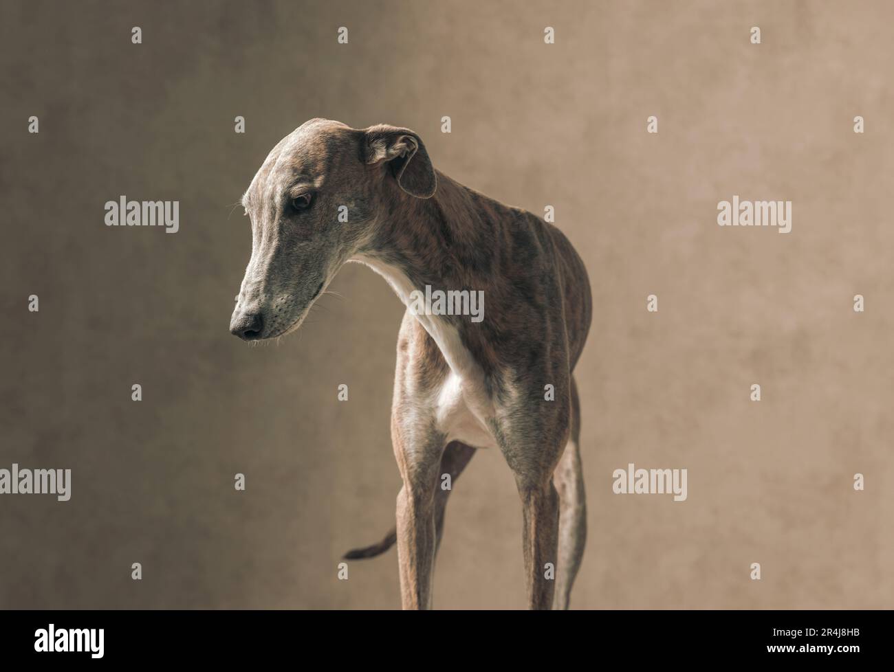 beautiful english greyhound dog with long legs looking down and ...