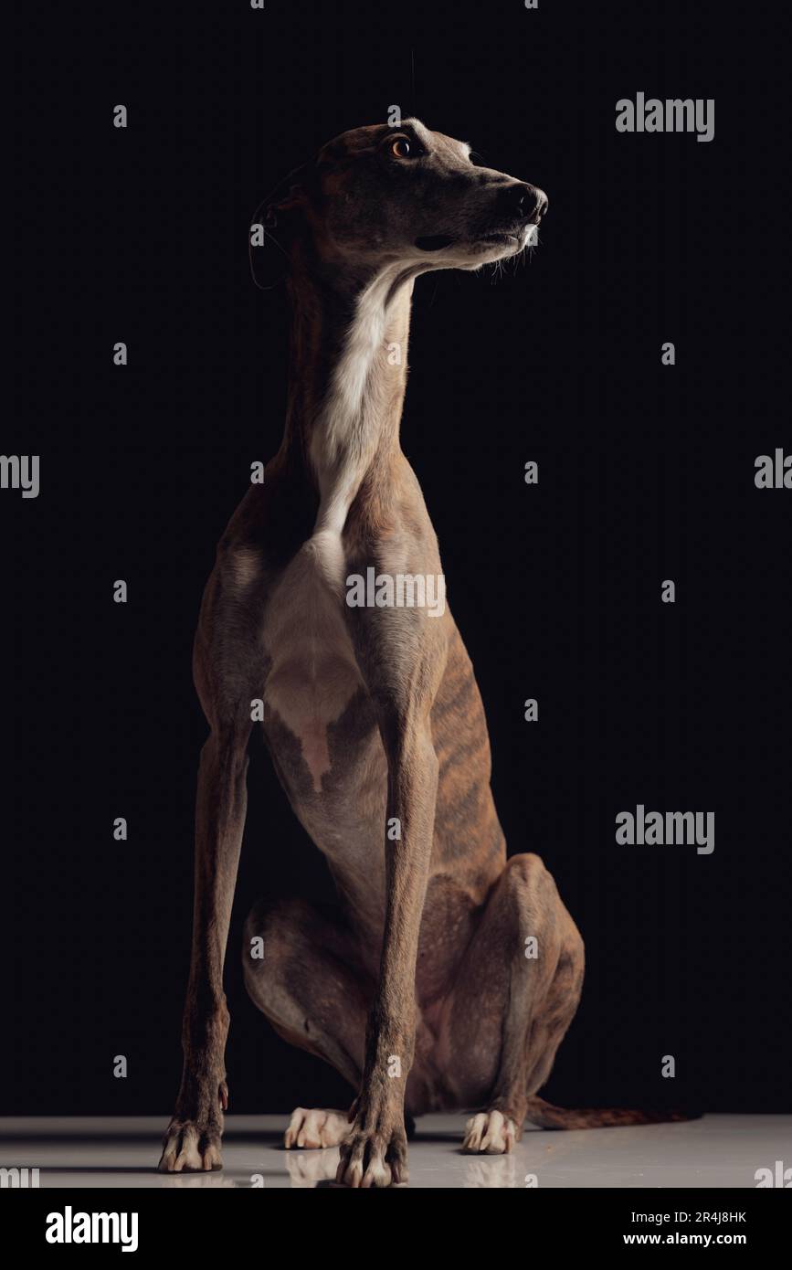 beautiful greyhound dog with thin legs looking to side and sitting in ...